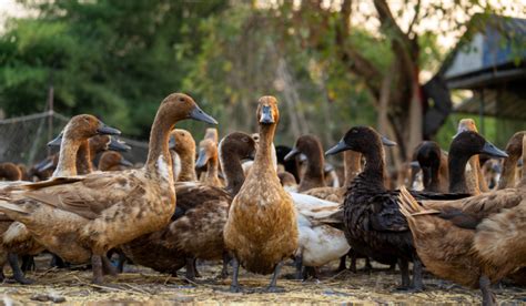 9 Meat Duck Breeds The Hip Chick