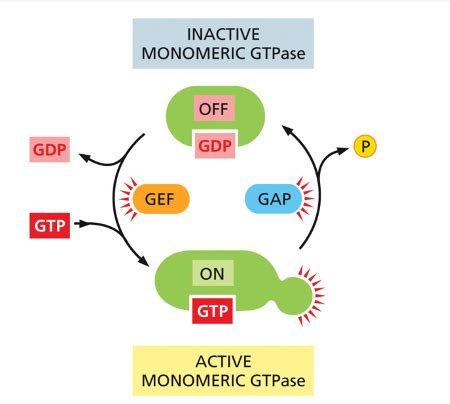 Chapter 15 Cell Signaling Flashcards Quizlet