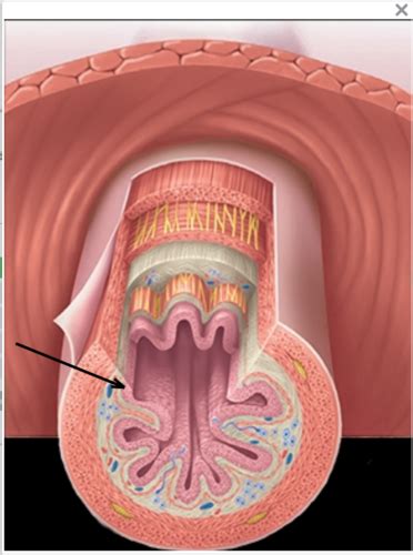 Lab Practical One Flashcards Quizlet