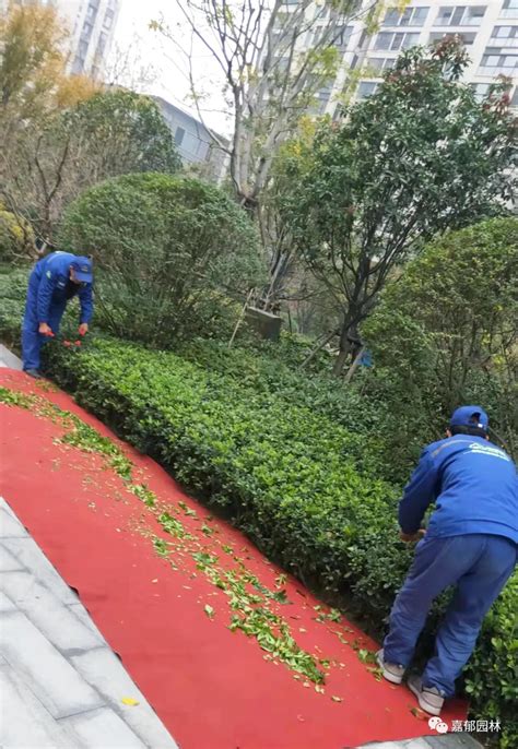 苗木防寒 天气寒冷如何帮苗木安全越冬 河南省嘉郁园林绿化工程有限公司