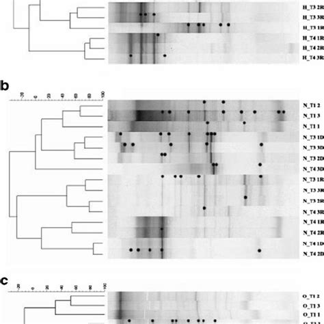 Denaturing Gradient Gel Electrophoresis Dgge Fingerprints Of