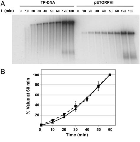 Figure 4 From Terminal Protein Primed Amplification Of Heterologous Dna With A Minimal