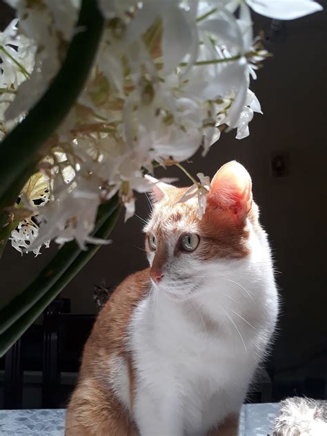 고양이 눈 Pixabay의 무료 사진 Pixabay