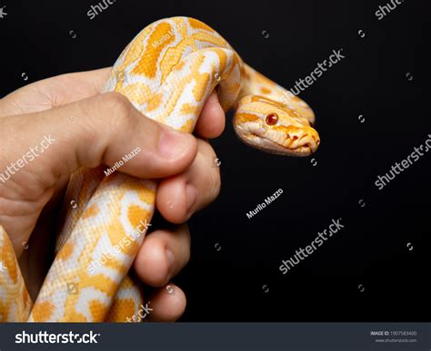 Python Molurus Bivitattus One Largest Species Stock Photo Shutterstock