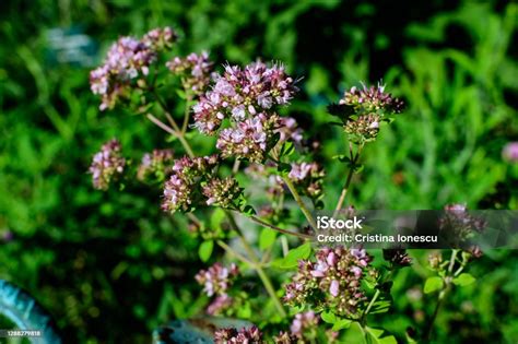 화창한 여름날 화창한 여름날 허브 정원에서 브레클랜드 야생 백리향 직사광선에 들어오거나 엘핀 백리향으로 알려진 Thymus Serpyllum 식물의 신선한 녹색 잎과 보라색