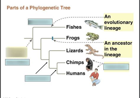 Chapter 26 Phylogeny And The Tree Of Life Diagram Quizlet
