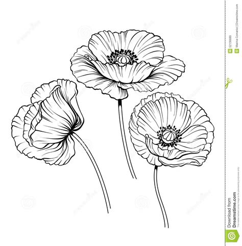 Black And White Poppy Flower Illustration