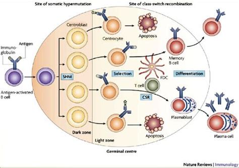 B Cell Maturation And Activation Flashcards Germinal Center B Cell