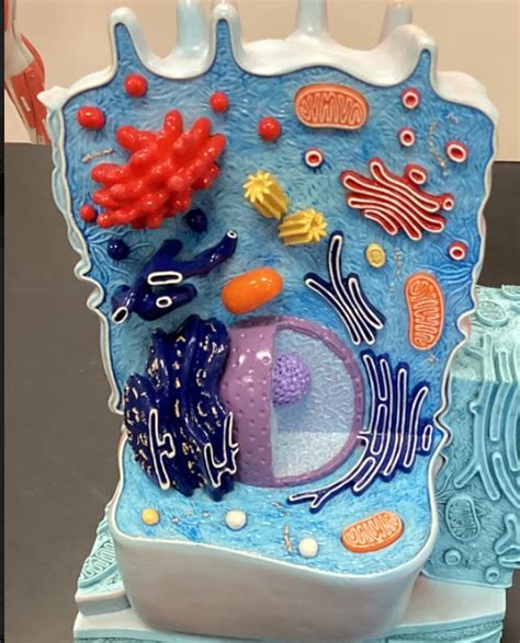 Anatomy Lab Practical 1 Diagram Quizlet