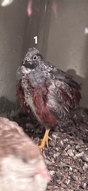 Button Quail Sexes R Quails