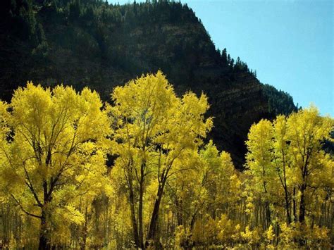 Обои для рабочего стола природа осень Основной цвет обоев Черновато синий