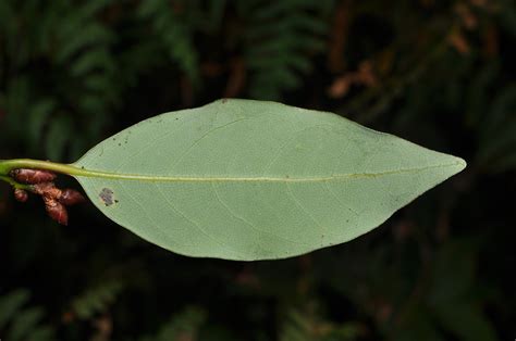 Machilus Thunbergii Lauraceae