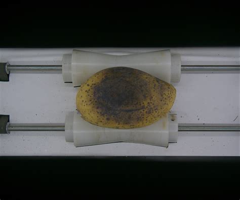 Mango Object Detection Model By Donghh