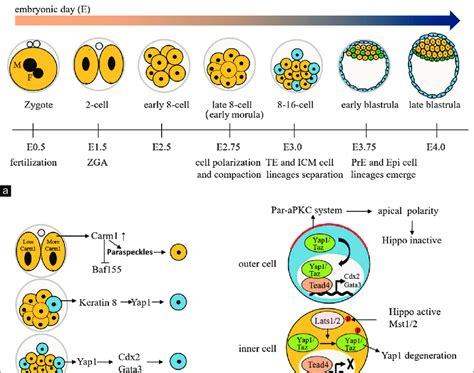 Specification Of Te Fate In Mice A Preimplantation Embryo Download Scientific Diagram