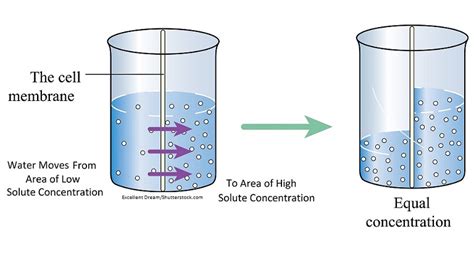 Osmosis And Osmolarity Explained