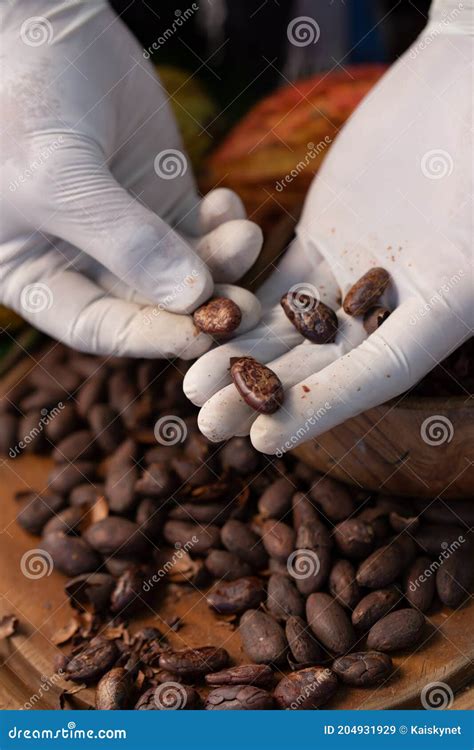 Man Holding Cocoa Shell Out Of Cocoa Roasted For Making A Cocoa Nib And Hot Cocoa And Chocolate