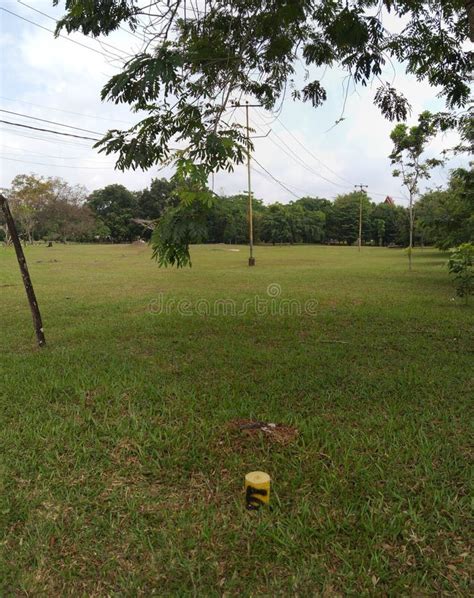 Power Line Medium Voltage Stock Image Image Of Lawn 261782071