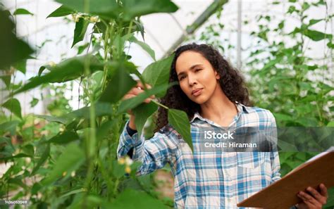 온실 농장에서 지속 가능성 성장 및 혁신을위한 식물 검사에 종사하는 연구 농업 및 농부 정원에서 음식의 생태 생산에 대해 배우는