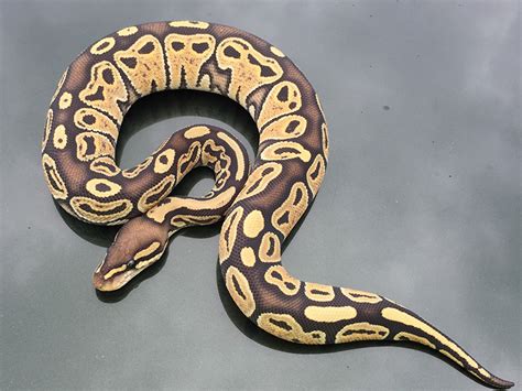 morph list world of ball pythons