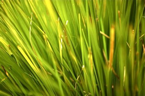 Premium Photo Grass Macro