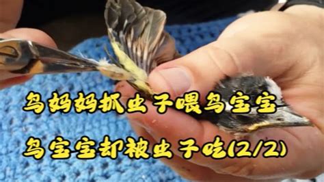 鸟妈妈抓虫子喂鸟宝宝 鸟宝宝却被虫子吃22纪录片解压视频马蝇幼虫 Youtube