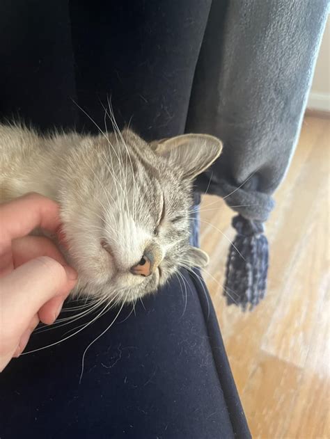 Cozy Eepy Weepy R Siamesecats