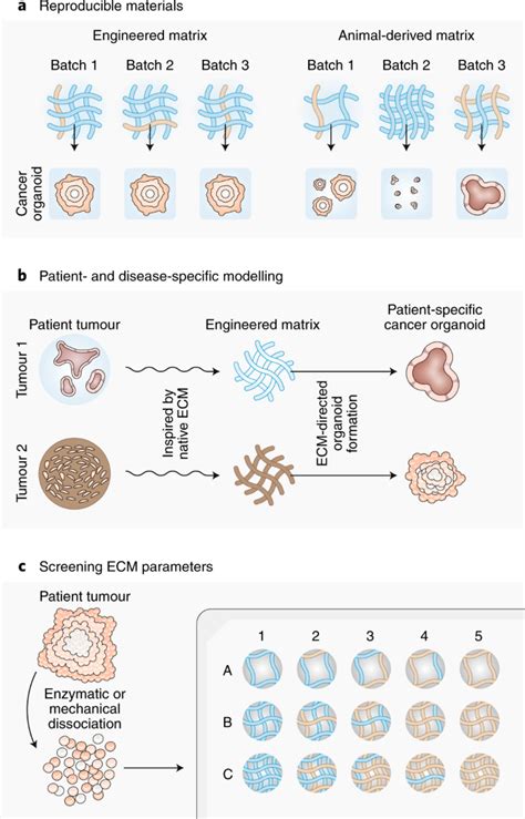 下一代癌症类器官【8】细胞外基质：当前技术的限制 标准化进展 Ecm的未来机会；结论 知乎