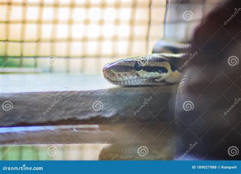 The Royal Python Python Regius Also Called The Ball Python Is A Python Species Native To