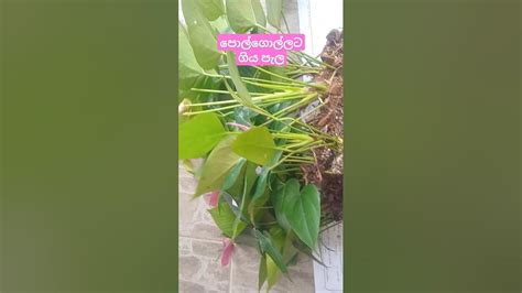 පොල්ගොල්ලට ගිය පැල ගත්ත මිස්ට ගොඩක් ස්තූතියි Youtube Youtubeshorts Srilanka Subscribe