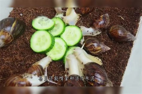 非洲大蜗牛太可怕了蜥蜴直接被秒杀一口被吞下半个身体 蜥蜴 秒杀 蜗牛