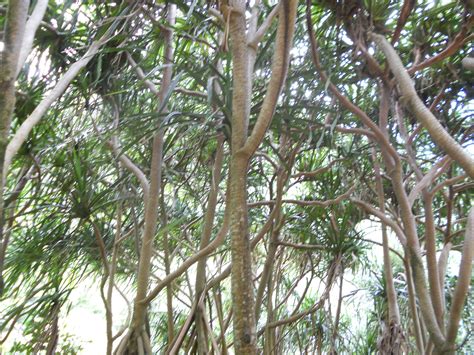 Collective Self Self Organizing Trees People And Chickens On Vacation