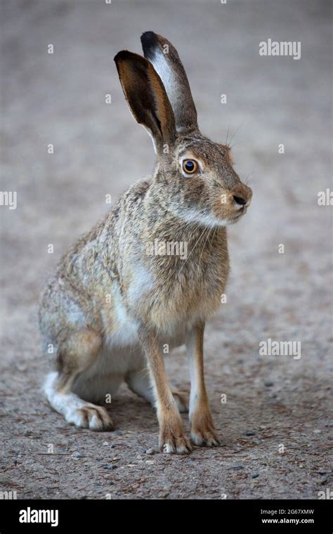 White Tailed Jackrabbit Lepus Townsendi Sitting On Trail In City Park