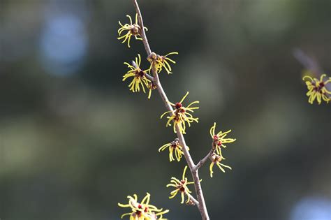 初春の花の競演 南風のメッセージ 楽天ブログ
