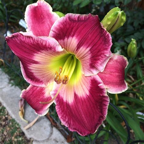 Daylily Hemerocallis Raspberry Flambe In The Daylilies Database