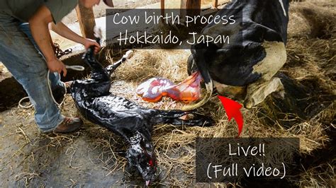 Cow Giving Birth In A Remote Dairy Farm Hokkaido Japan Youtube