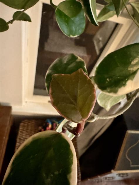 Recommendation For Systemic Liquid Not Granules For Mealie Bugs Please