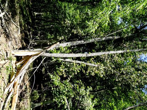 Appalachian Journal Exploding Tree