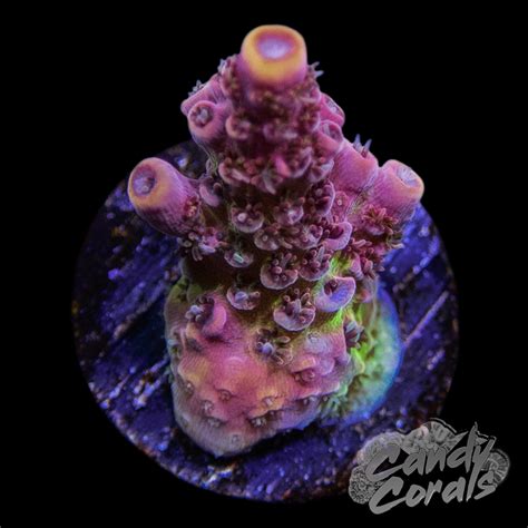 Tsa Fruity Pebbles Acropora Sp Frag A23 Candy Corals
