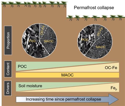 中科院植物所等揭示不同土壤碳组分对冻土融化的差异性响应 聊城大学地理与环境学院