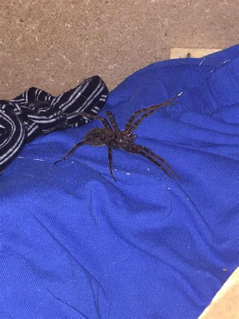 This Fucking Spider Is Still In My House Somewhere And Every Time I Trip Im Scared Imma See It