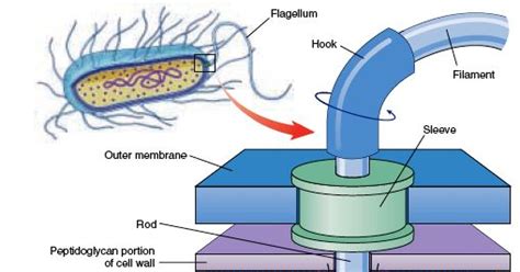 Difference Between Prokaryotic Flagella And Eukaryotic Flagella Microbiology Different Membrane