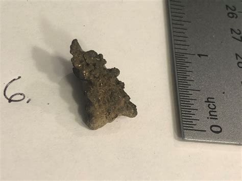 Ammonite Segment Cretaceous The Fossil Forum