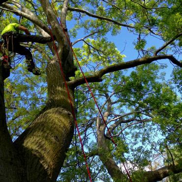 Tree Pruning Melbourne Eucalyptus Tree Services
