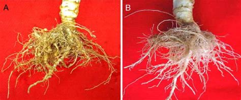Roots Of Untransformed Lettuce Control Cv Huaxuan No 1 A And A Download Scientific Diagram