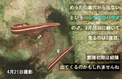 ハシナガウバウオ ペア オヨギイソハゼ コジカイソハゼ ヤツシハゼ属の1種 ハナナガモチノウオ エリホシベニハゼ 奄美大島