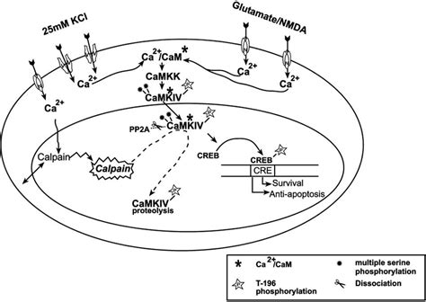 Schematic Model Of Ca 2 And Camkiv Signaling In Granule Neurons Download Scientific Diagram
