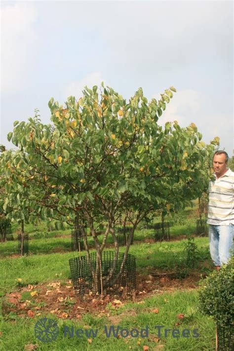 1000 Images About Multi Stem Tree On Pinterest Trees A Tree And
