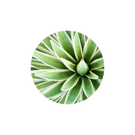 Ecosys Immunity Booster Vitamin Herbal Drops