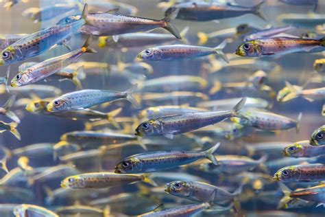 85378 Fotos Y Imágenes De Ecosistemas Gratis · Banco De Fotos Gratis