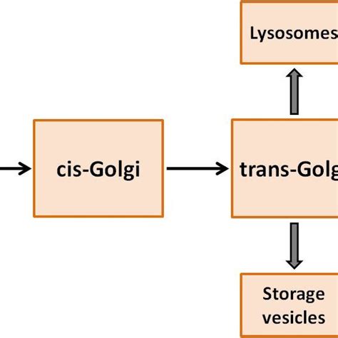 2 3 Protein Sorting Pathways In The Absence Of An Er Golgi Retention Download Scientific